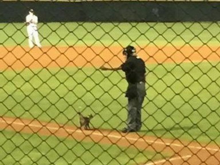 Cat who lives at stadium interrupts minor-league game | theScore.com