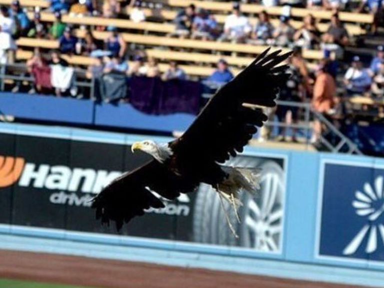 Watch: Eagle eschews patriotic moment, flies out of Dodger Stadium ...