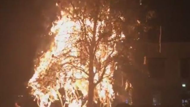 Toomer's oak tree catches fire after Auburn win over LSU