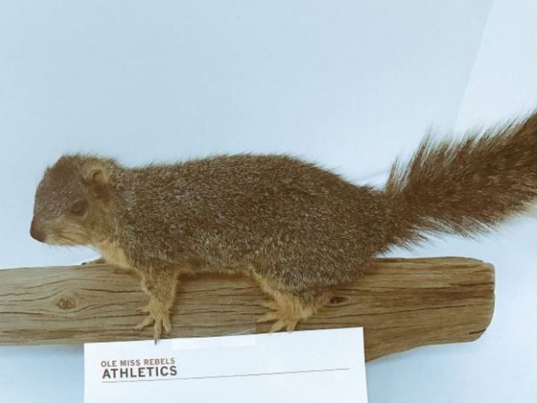 Ole Miss welcomes Calipari with note, squirrel on a log | theScore.com