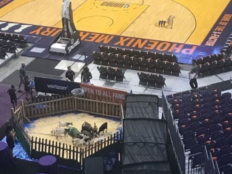 Look: Taurasi's WNBA team honors GOAT with actual goats | theScore.com