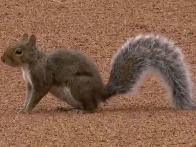 Cardinals score 5 runs after famous 'Rally Squirrel' reappears ...