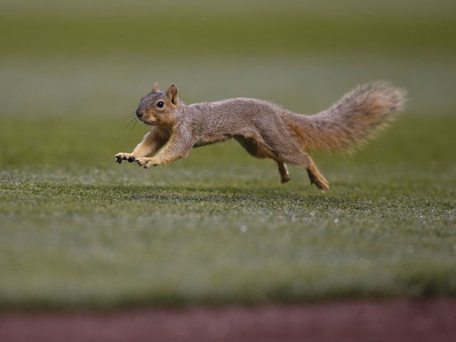 GIF: Indians' Swisher is no squirrel whisperer | theScore