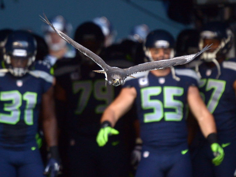 PHOTO: Seahawks' live hawk flies into stands, lands on fan during game ...